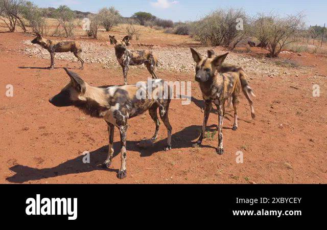Rare and endangered African wild dogs roam the savannah in Namibia ...