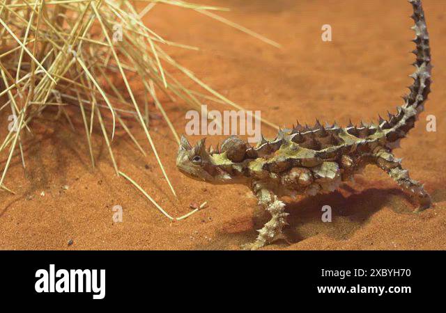 Thorny devil desert Stock Videos & Footage - HD and 4K Video Clips - Alamy