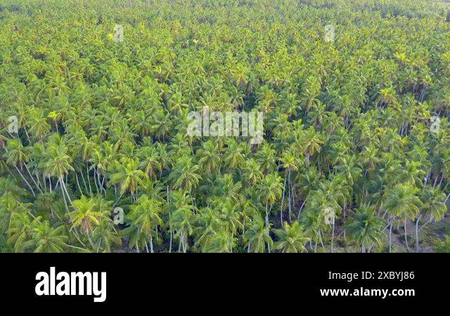 Kiribati islands Stock Videos & Footage - HD and 4K Video Clips - Alamy