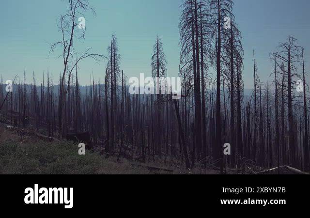 High sierra national forest Stock Videos & Footage - HD and 4K Video ...