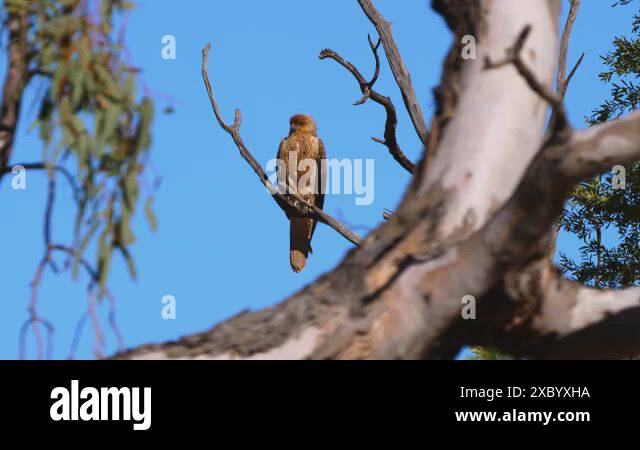 Kite hawk Stock Videos & Footage - HD and 4K Video Clips - Alamy