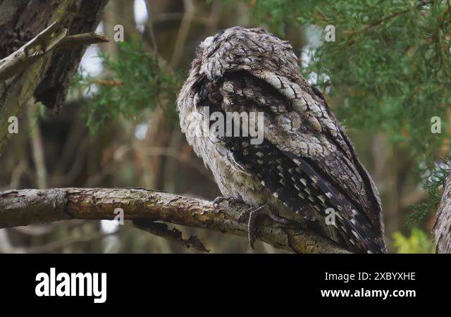 Australian native owl Stock Videos & Footage - HD and 4K Video Clips ...
