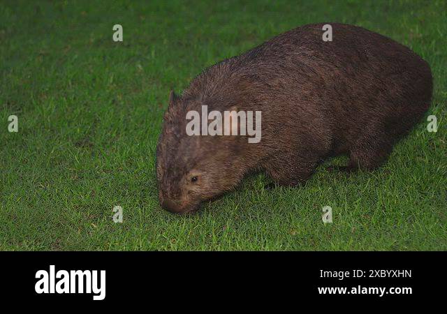 Mammal wombat common australia Stock Videos & Footage - HD and 4K Video ...
