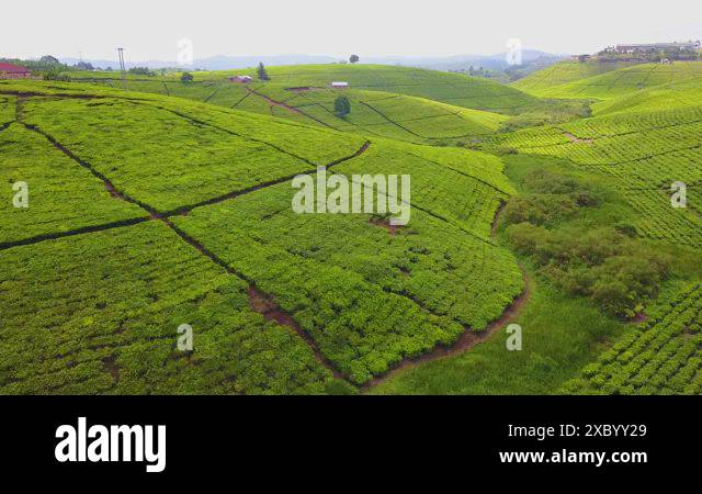 Africa plantation aerial Stock Videos & Footage - HD and 4K Video Clips ...