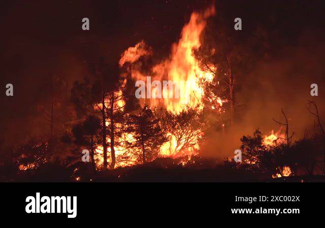 2021 - The Dixie Fire burns vegetation in a forest in Northern ...
