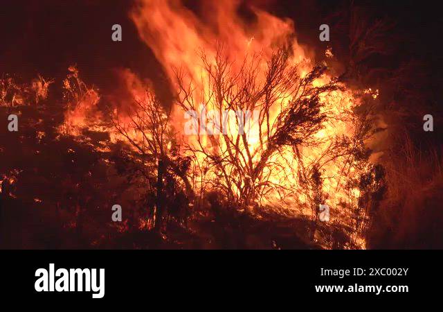 2021 - The Dixie Fire burns vegetation in a forest in Northern ...