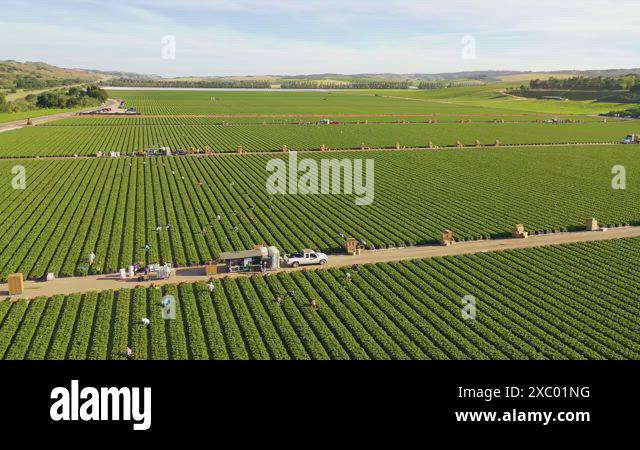 Excellent aerial of vast commercial California farm fields with migrant ...