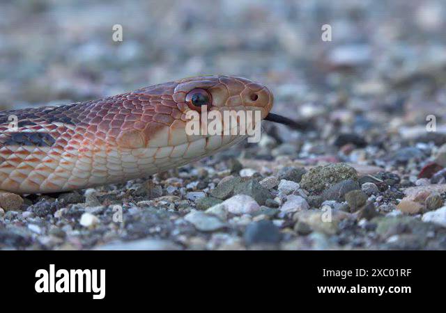Garter snake snake Stock Videos & Footage - HD and 4K Video Clips - Alamy