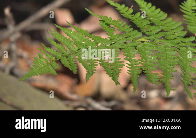Barbara leaf Stock Videos & Footage - HD and 4K Video Clips - Alamy
