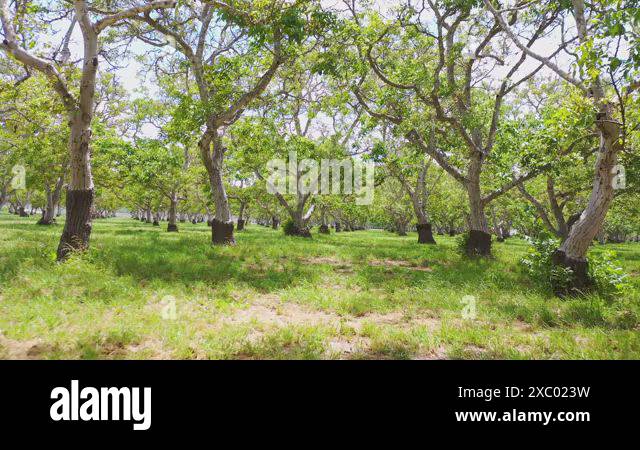 Walnut grove Stock Videos & Footage - HD and 4K Video Clips - Alamy