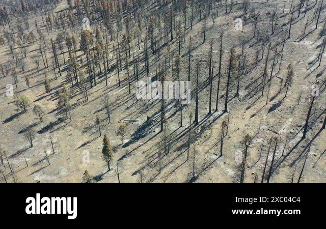 2021 - aerial over burnt destroyed forest trees and wilderness ...