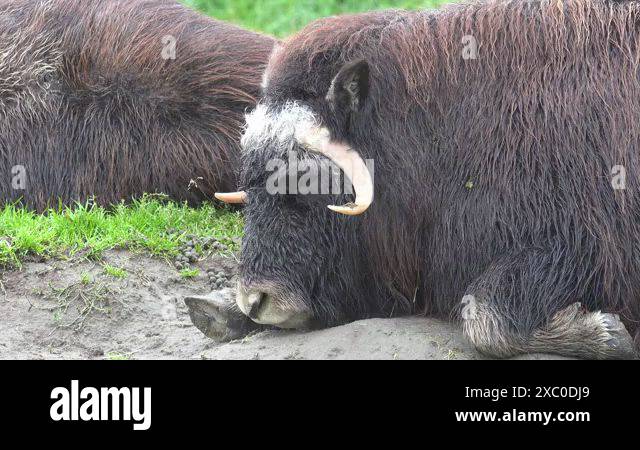 Zoo animals waking up Stock Videos & Footage - HD and 4K Video Clips ...
