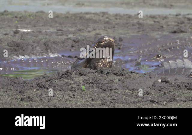 2021 - An alligator bellows in a muddy bog in Florida Stock Video ...