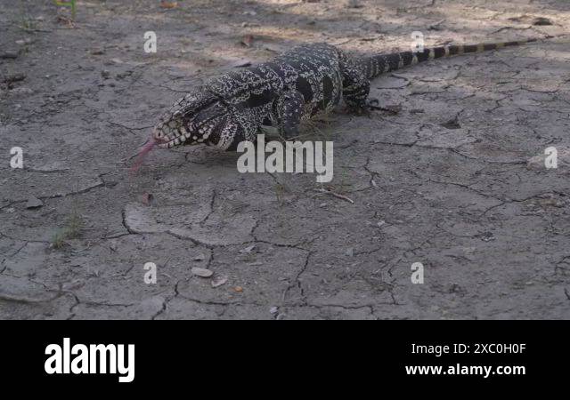 Arid reptile Stock Videos & Footage - HD and 4K Video Clips - Alamy