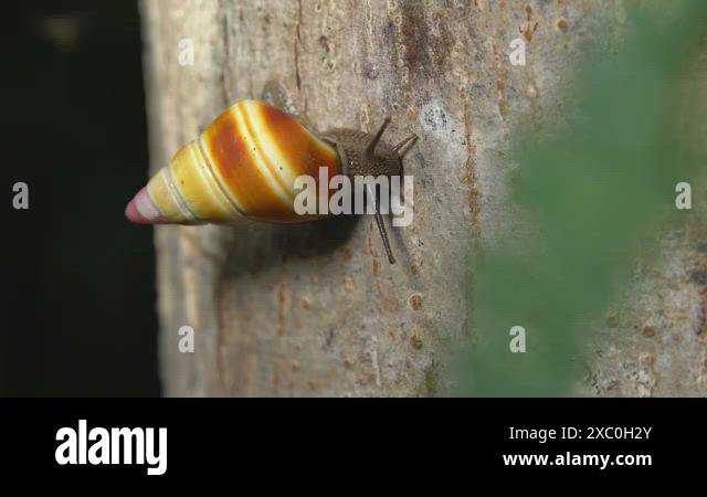 Tree snail Stock Videos & Footage - HD and 4K Video Clips - Alamy