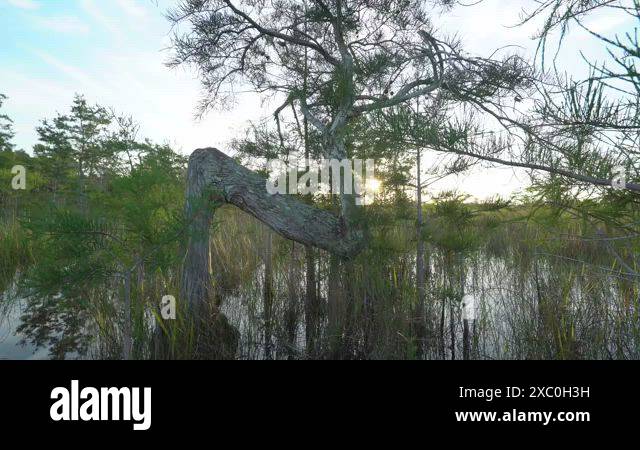 Everglades trees Stock Videos & Footage - HD and 4K Video Clips - Alamy