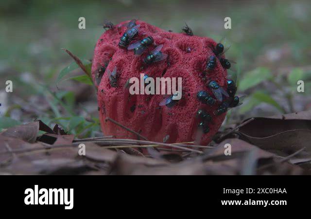 Florida fungi Stock Videos & Footage - HD and 4K Video Clips - Alamy