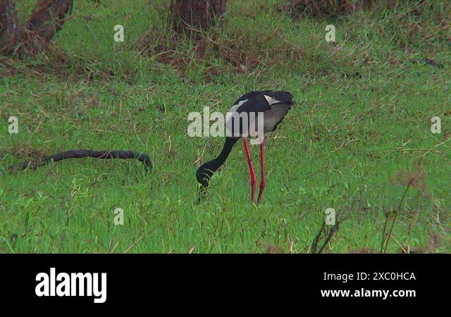 Snake catching bird Stock Videos & Footage - HD and 4K Video Clips - Alamy