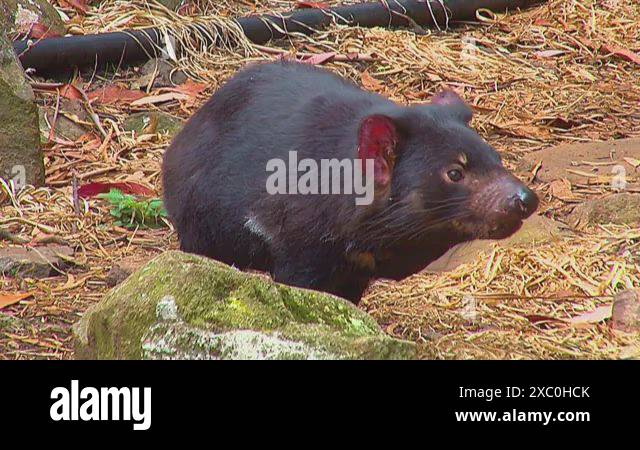 Tasmanian devil face close Stock Videos & Footage - HD and 4K Video ...