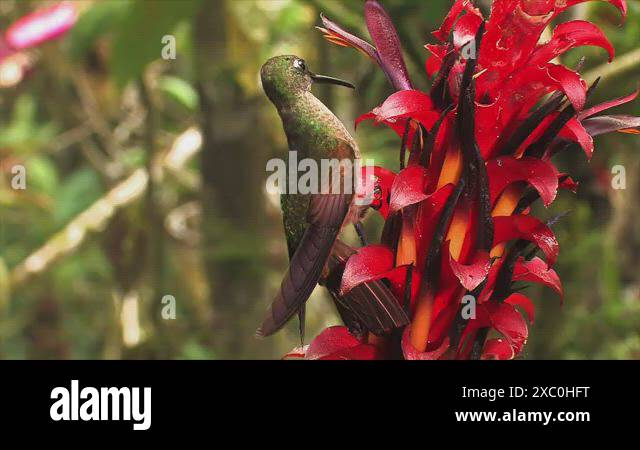 Extreme close up of a hummingbird clinging to tropical vegetation the ...