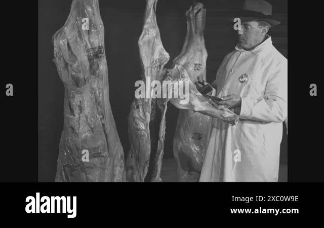 1943 - A food safety inspector inspects beef inside a meat processing ...