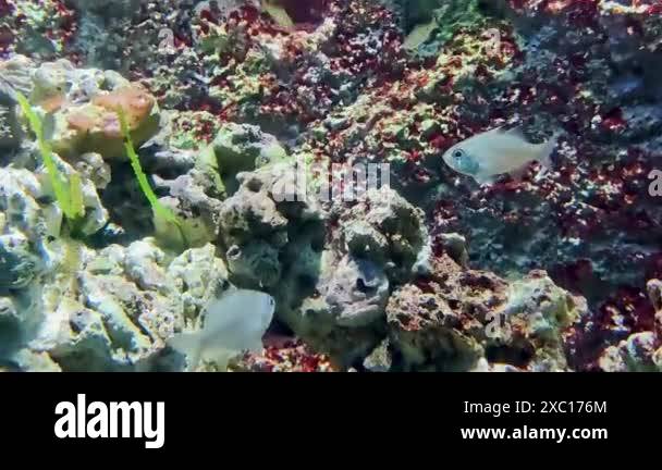 Singapore new water tank Stock Videos & Footage - HD and 4K Video Clips ...