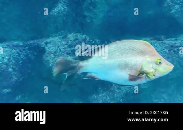 Humpback red snapper fish Stock Videos & Footage - HD and 4K Video ...