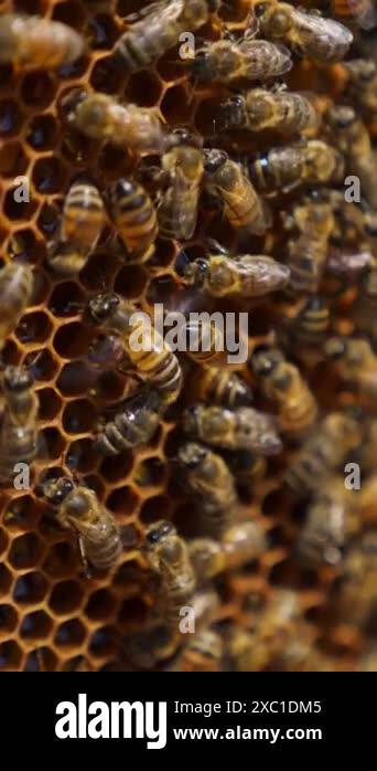 Blurred bee wings Stock Videos & Footage - HD and 4K Video Clips - Alamy