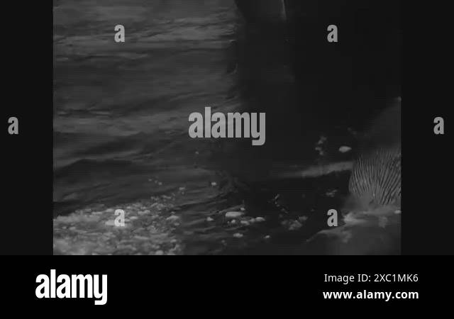 Whaling vessels Stock Videos & Footage - HD and 4K Video Clips - Alamy