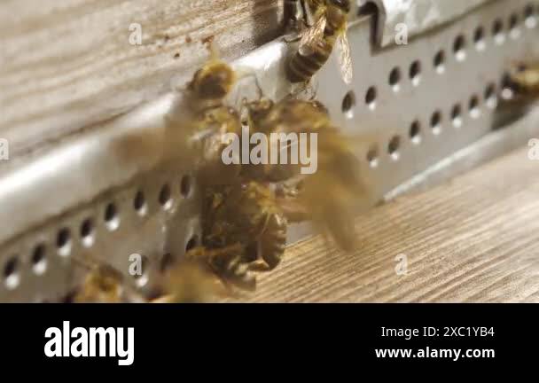 Close up paws bees covered with pollen after pollinating flower. Colony ...