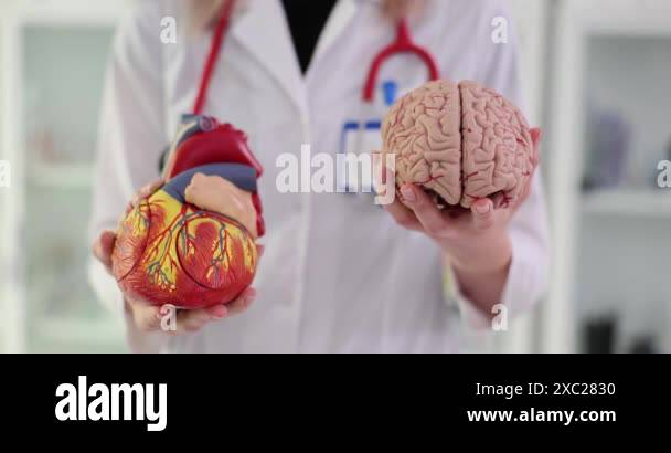 Female doctor with stethoscope shows heart and brain models to patient ...