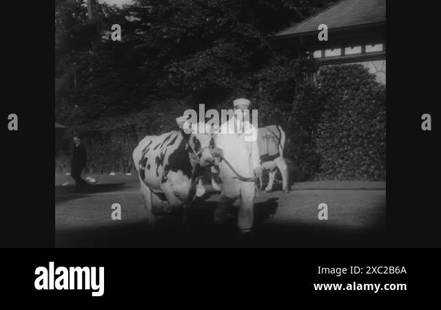 1935 - Prizewinning dairy cows are bred by John D. Rockefeller's ...