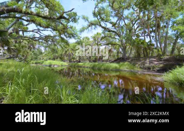 Beautiful tropical nature. Jungle rainforest with small river between ...