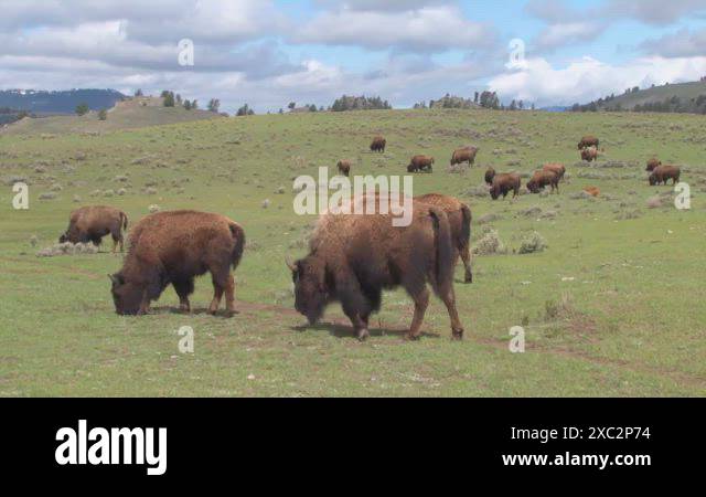 Bison buffalo graze and walk in Yellowstone National Park in summer ...