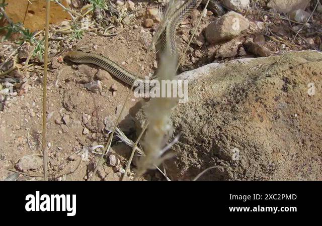 A garter snake Stock Videos & Footage - HD and 4K Video Clips - Alamy