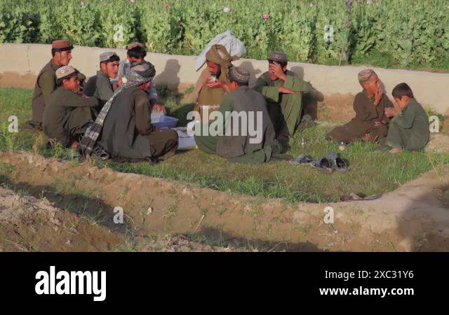 Afghan opium poppy field Stock Videos & Footage - HD and 4K Video Clips ...