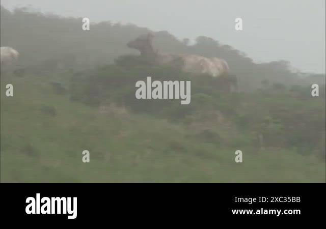 Tule grass Stock Videos & Footage - HD and 4K Video Clips - Alamy