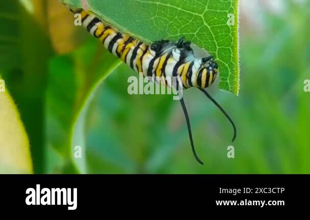 Monarch butterfly caterpillar in Stock Videos & Footage - HD and 4K ...
