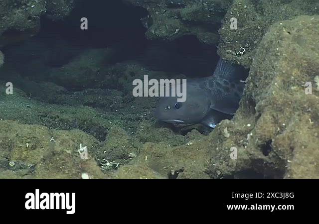 Footage of marine life in the Mariana Trench and the reemergence of the ...