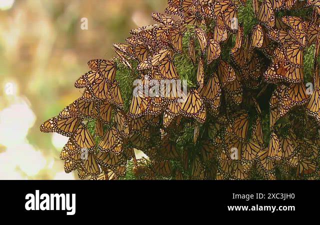Many monarch butterflies Stock Videos & Footage - HD and 4K Video Clips ...