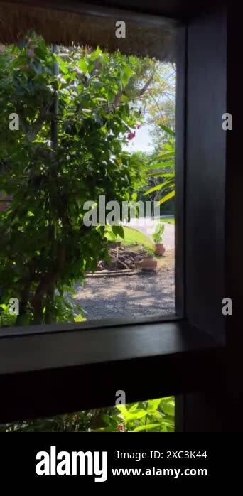 Garden conservatory window view Stock Videos & Footage - HD and 4K ...