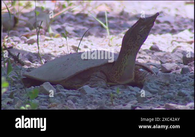 Spiny softshell turtle Stock Videos & Footage - HD and 4K Video Clips ...