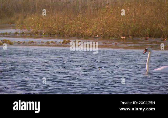 Military tandem Stock Videos & Footage - HD and 4K Video Clips - Alamy