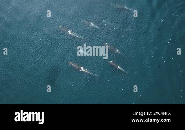 Orca killer whales Stock Videos & Footage - HD and 4K Video Clips - Alamy