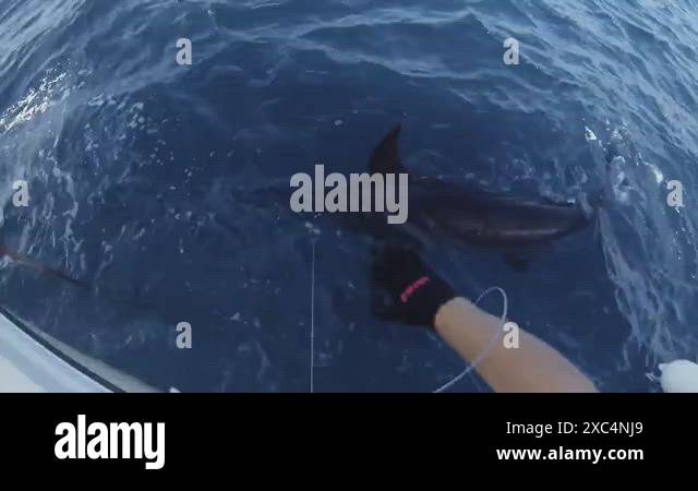 Fishermen mark an Atlantic Blue Marlin, shots of the Marlin in the ...