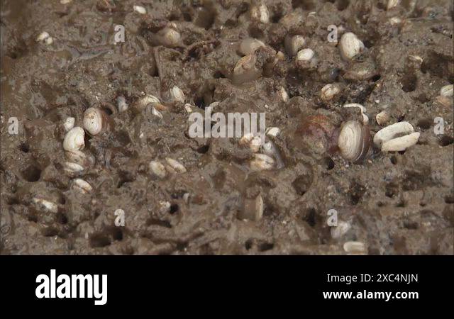 Men work on a floating aquaculture shellfish farm in the US, 2010s ...