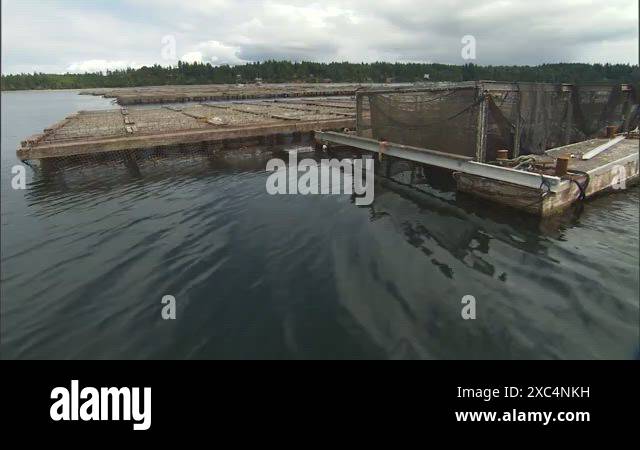 A floating aquaculture shellfish farm in the US, 2010s Stock Video ...