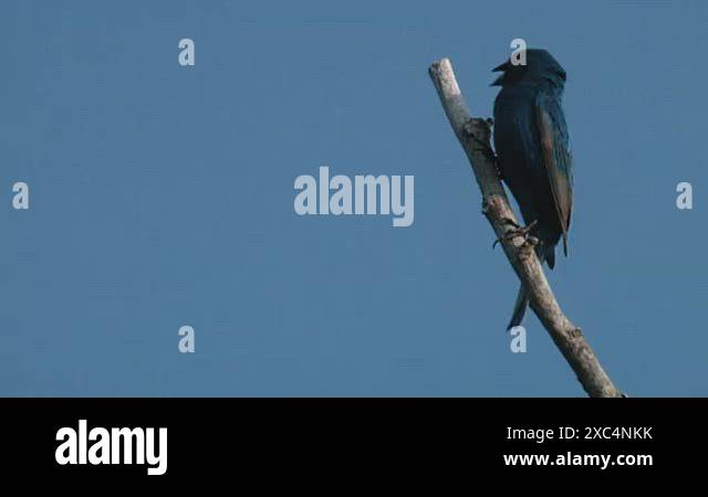 Mountain mockingbird Stock Videos & Footage - HD and 4K Video Clips - Alamy