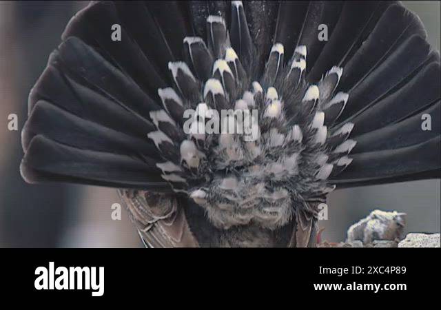 Full bird Stock Videos & Footage - HD and 4K Video Clips - Alamy