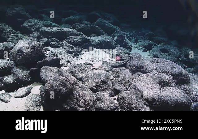 Ocean floor dweller Stock Videos & Footage - HD and 4K Video Clips - Alamy